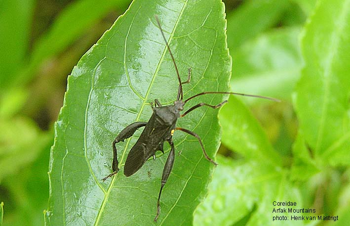 Papua Insects Foundation (Hemiptera/Heteroptera)